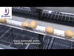 中国 卵の速度減速器 卵の速度制御器 卵の収集機械 販売のため