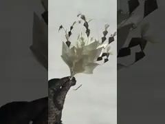 feather mounts collection