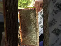 Pure Fresh Natural Rape Pollen Bee Product for Beekeeping Breeding