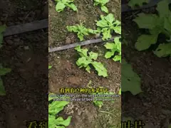 China AcNPV SC Natural Vegetable Insecticides For Flowering Plants Agricultural Biopesticides for sale