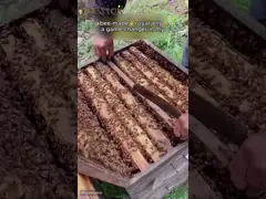 Raw Bee Pollen