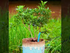 China 2L / 4L / 8L Arrow Dripper Kit , Four Branches Best Drip Irrigation System For Vegetable Garden for sale