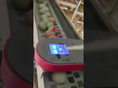 China Intelligent Egg Counting System 3W IP41 1 Year Warranty for sale