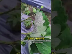 China Broad Spectrum Antifungal Activity Microbial Agent CY30 Promote Crop Growth Cure Root Rot for sale