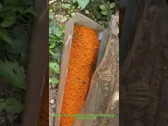 China Big Granual Rape pollen  Honey Raw Bee Pollen For Human Beings and Bees for sale