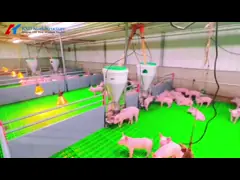 China Easy Build Piggery Shed Construction Steel Structure Cow House Construction for sale