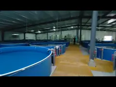 Cina Alimentazione automatizzata Eco-friendly Ras Sistema di acquacoltura a ricircolo Ras Sistema di allevamento di pesci in vendita