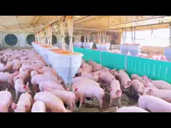 China Multifunctional Pig Farrowing Crates Galvanized Pig Farrowing Pen for sale