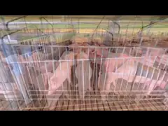 pigs