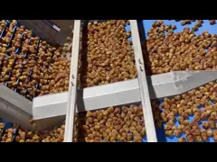 China Advanced Computer Control, High-capacity online Dates Sorting machine, Deep-learning+AI 6-Lane, High Precision & Defect Detection, cCustomizable for sale