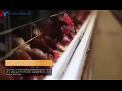 China Hot Dip Galvanized Steel Chicken Layer Cages With Automatic Equipment for sale