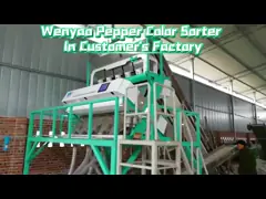 China Wenyao Automatic Black Pepper Color Sorting Machine for High Precision Seeds Beans Sorting for sale