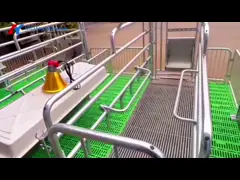 China Piggery Equipment Pig Farming Crate System For Pig Shed Farm for sale