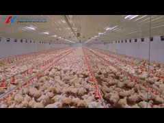 China Customized Broiler Chicken Feeding Equipment With Automatic Drinking / Feeding System for sale
