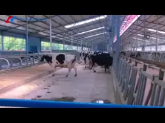 China Heavy Duty Steel Cattle Buildings Customized Steel Structure Animal Husbandry Equipment for sale