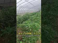 China HaNPV Bt Bio Pesticide China Xinjiang Cotton Pests Killing Chilli Helicoverpa Assulta for sale