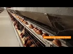 China One Stop Steel Structure Poultry House Sliding Door Aluminum Window for sale