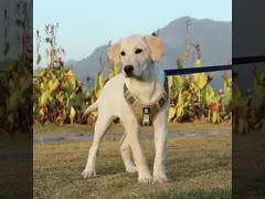 China Explosion Proof Dog Harness For Large Dogs Strong Pet Harness For Outdoor for sale