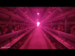 China 430BA Stainless Steel Blade Poultry Box Fan High Air Volume For Poultry Breeding for sale
