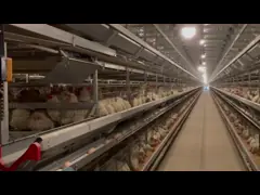 China 6-Tier Automatic Quail Rearing Equipment H-Type 1800mm x 625mm with 20-Year Lifespan for 200,000 Birds for sale