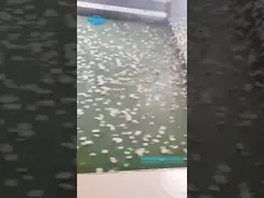 China 20T/H Eddy Current Separator Aluminium Eddy Current Non Ferrous Separator for sale