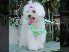 Pets Harness