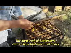 Hot Selling Manuka Honey 100% Natural MGO100+ UMF5+ Natural Bee Honey from New Zealand
