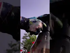 Guanti da giardino POPALM Panda