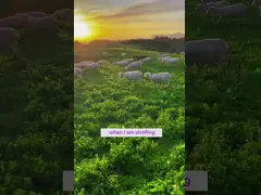 China Customized Professional UHF RFID Ear Tags for Livestock Tracking Leading Animal Ear Tags for sale