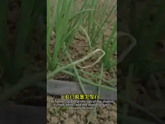 De combinatie van bacillussporen en baculovirus kan het lepidopterenparasite beter bestrijden