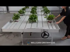 Cina Serra di foglio di PP vassoio idroponico per l'inondazione in vendita