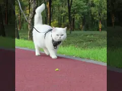 China Small Cat Harness And Leash Standard Lightweight With Vest Style Design for sale