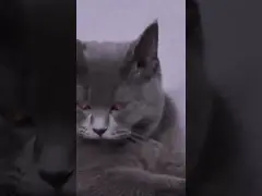 China Ultra Quiet Automatic Treat Dispenser For Cats , Self Dispensing Cat Feeder Custom Shape for sale