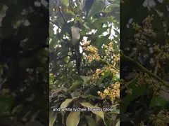 Natural Bee Honey