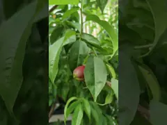 China Hi Nitrogen Liquid Amino Acids Plant Fertilizer Irrigation System Support for sale