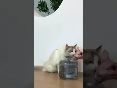 Low Voltage Operation Pet Water Dispenser Automatic Circulating