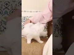 China Odor Control Self Cleaning Cat Litter Box enclosure Battery Operated Waterproof for sale