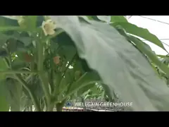 아치 온도 조절 터널 외부 그림자 시스템과 함께 온실