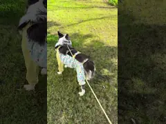 China Wearable Tech Multi-Scene Wear Dog Clothes Vintage Waterproof Breathable Fabric for sale