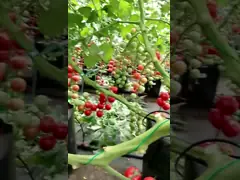 Sacos de tecido reutilizáveis para o cultivo de tomate hidropônico