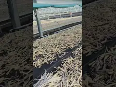 China Organic Platycodon Grandiflorus Root Natural Traditional Chinese Medicine Herbs for sale