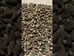 Morchella esculenta (L.) Pers.