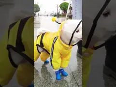 China Tear-resistant Waterproof Dog Raincoat Quick-drying Stormproof Fluorescent Color for sale