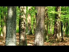 China Non Coated Raw Printed Decorative Base Paper For Melamine Impregnate And Laminate Boards for sale