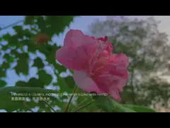 China Customized Decorative Laminate Paper Printed Decor Paper For Particleboard And Laminate Board for sale