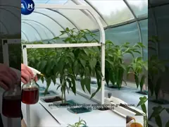 Fertilizzante liquido per alberi Spruzzo fogliare Borone chellato Calcio molibdeno