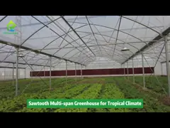 China Horticultural Plastic Film UV Resistant Large Poly Tunnel Multi-span Greenhouse for Vegetable for sale
