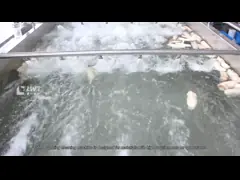 Mushroom Bubble Cleaning Machine