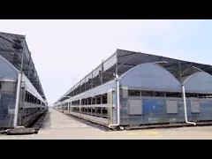 중국 농업 PE 필름 멀티 스판 온실 금속 프레임 8m / 9.6m Span Width 판매용