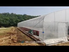 상용 터널 온실 채소용 단일 스판 플라스틱 필름 온실